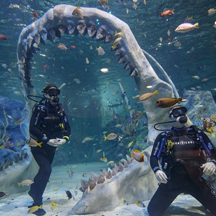 The Bear Grylls Adventure Shark Dive Experience for One | Moonpig