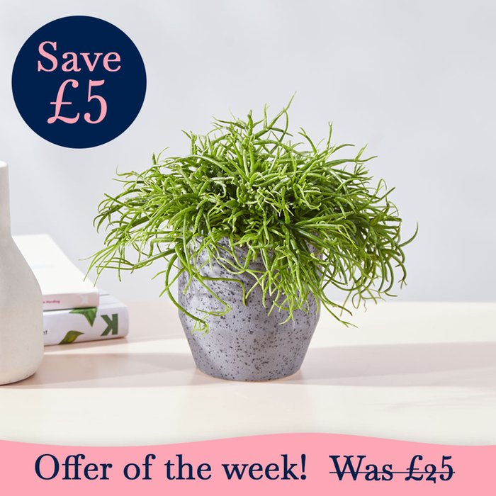 Mistletoe Cactus in a Black Lava pot | Moonpig