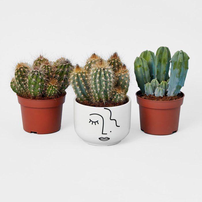 Cactus & Abstract Face Planter | Moonpig