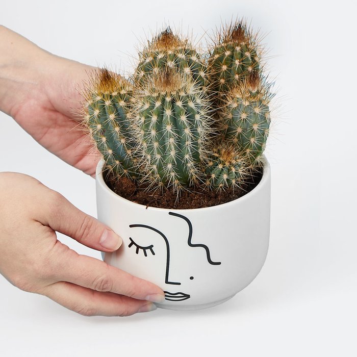 Cactus & Abstract Face Planter | Moonpig