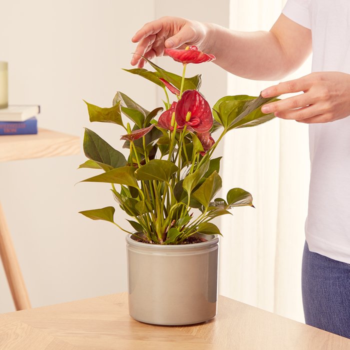 The Anthurium Plant Care Gift Set | Moonpig