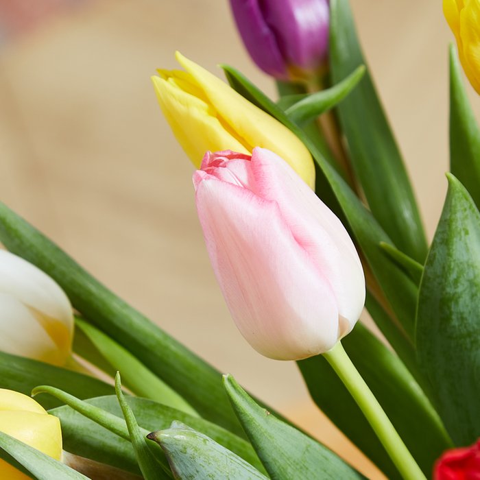 Spring Tulips | Moonpig