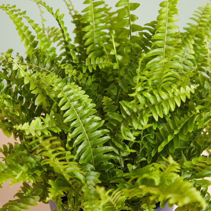 Boston Fern in Dad Pot | Moonpig