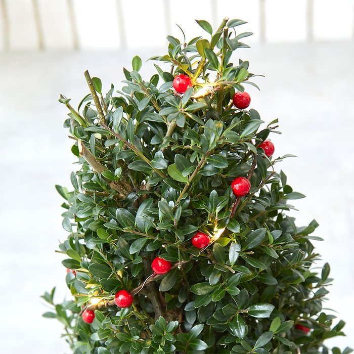 The Holly Pyramid | Moonpig