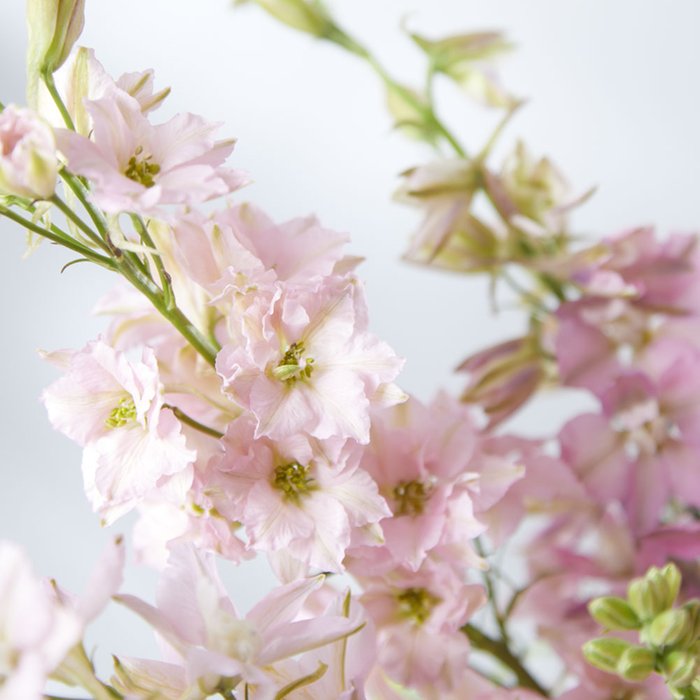 British Pink Larkspur | Moonpig