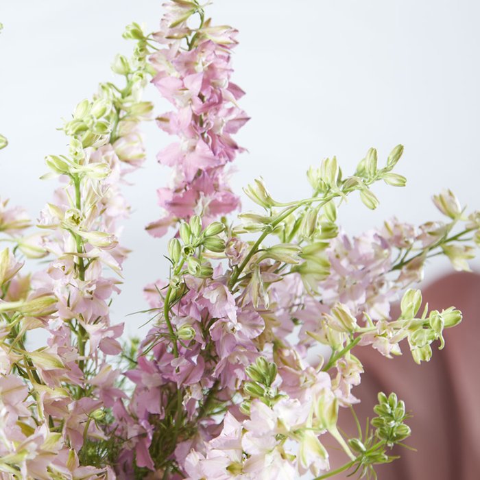 British Pink Larkspur | Moonpig