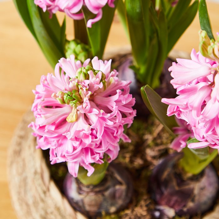 Fragrant Hyacinth basket | Moonpig