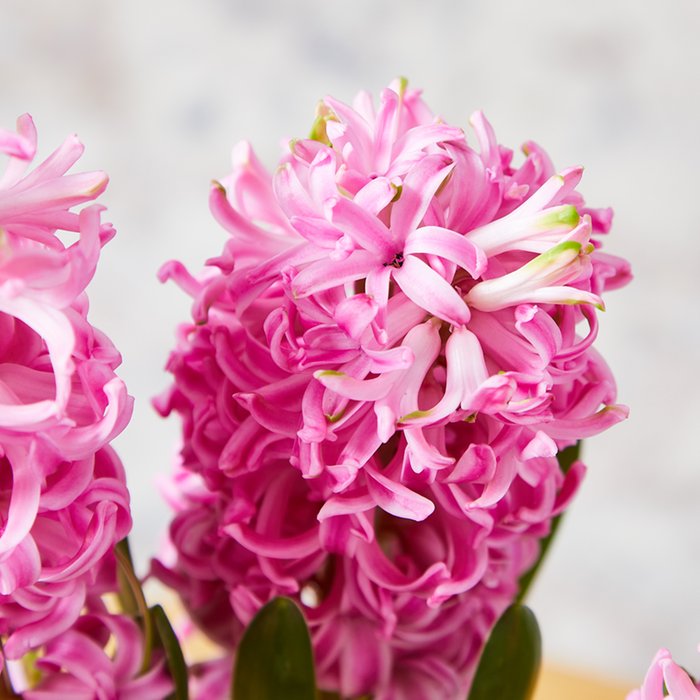 Fragrant Hyacinth basket | Moonpig