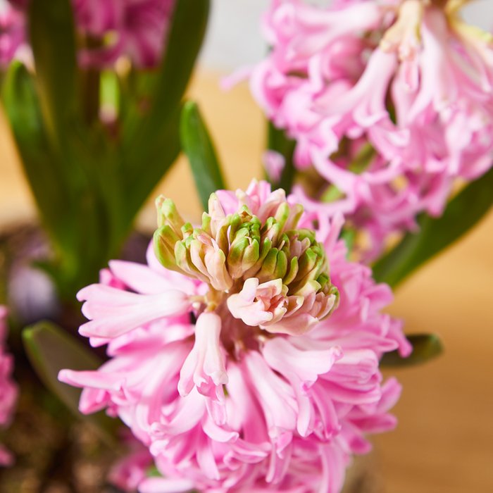 Fragrant Hyacinth basket | Moonpig