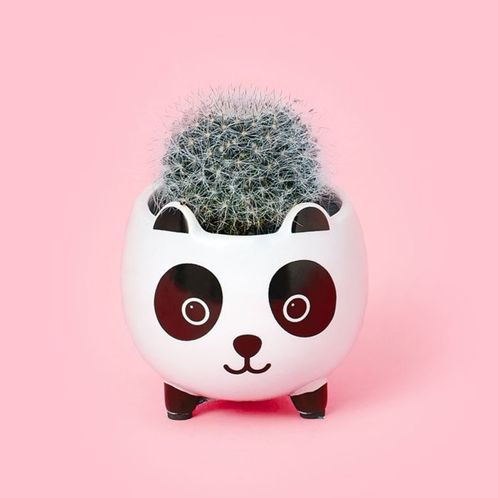 Mini Cactus & Panda Planter | Moonpig
