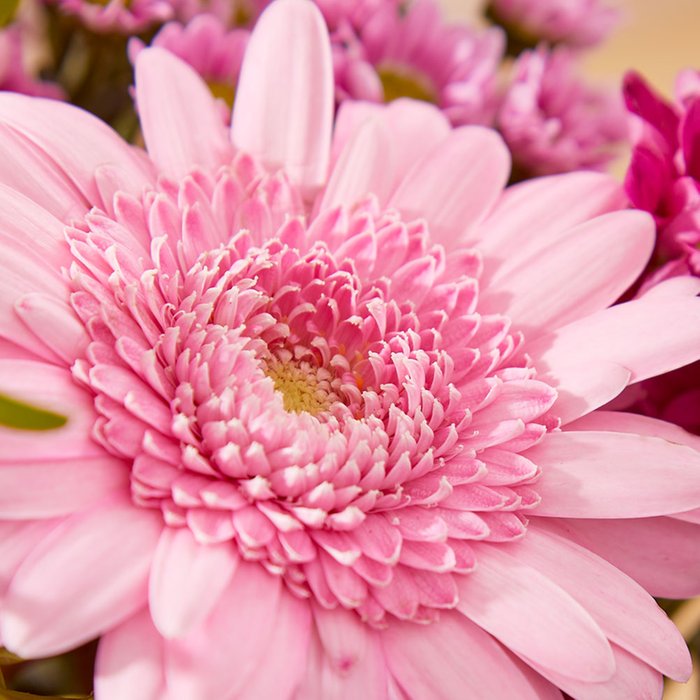 The Glorious | Moonpig