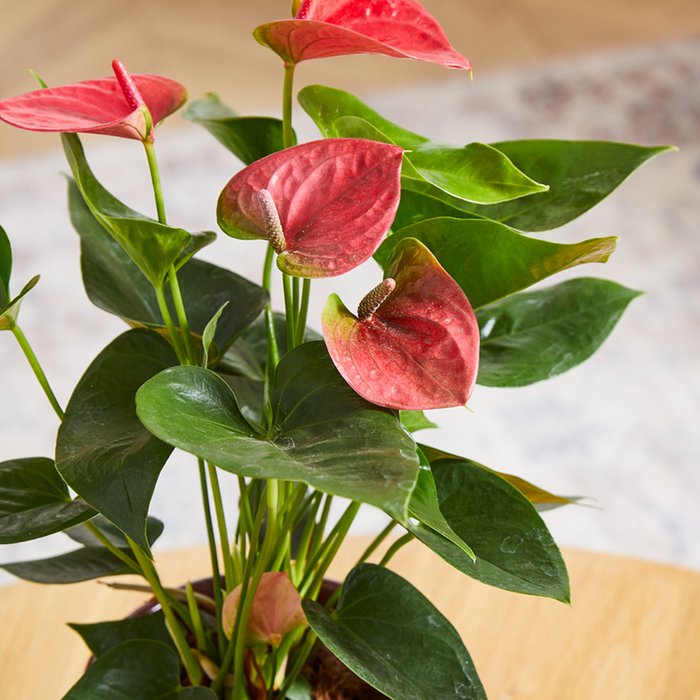 Prettiest Pink Flamingo Plant | Moonpig