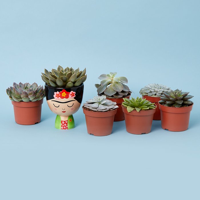 Echeveria Succulent & Frida Kahlo Planter | Moonpig
