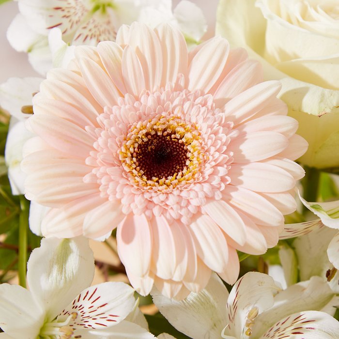 The Windsor | Moonpig