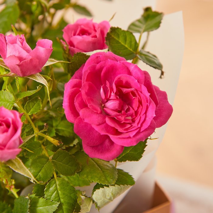 The Rose Plant, Chocolates & Mini Freixenet Gift Set | Moonpig