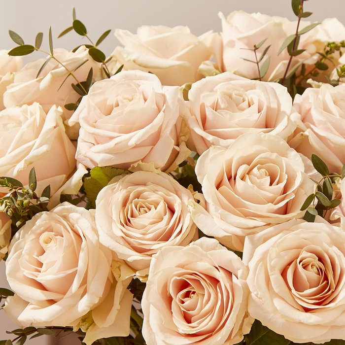 The Luxury Blush Roses | Moonpig