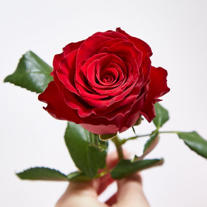 The Single Red Rose Gift Set | Moonpig