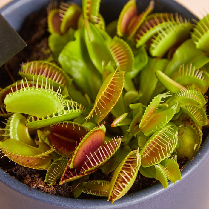 Large Venus Fly Trap & Navy Pot | Moonpig