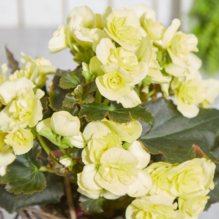 Lemon Kisses Begonia | Moonpig