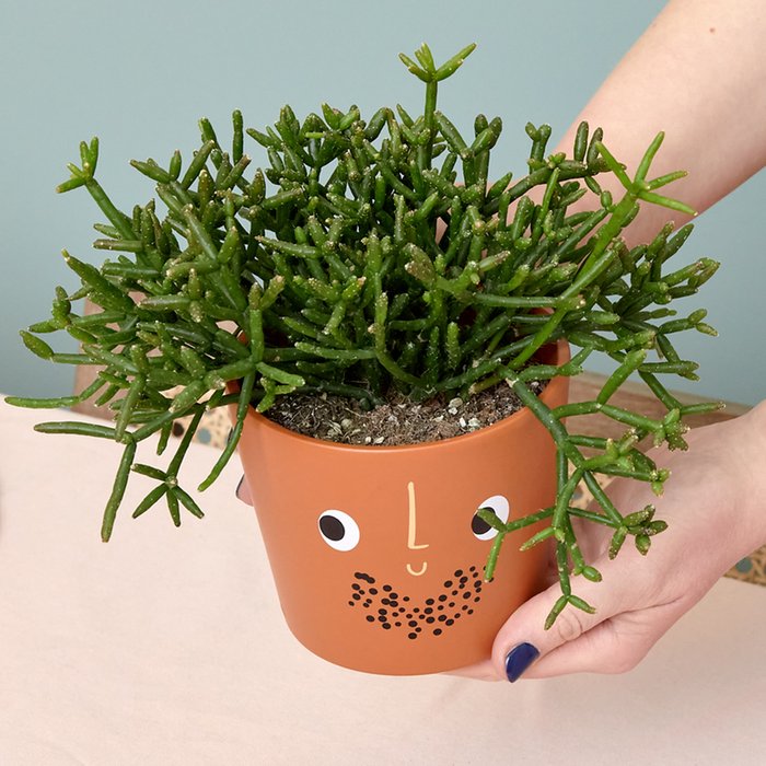 Bristle Cheeky Chap Pot and Rhipsalis Baccifera | Moonpig