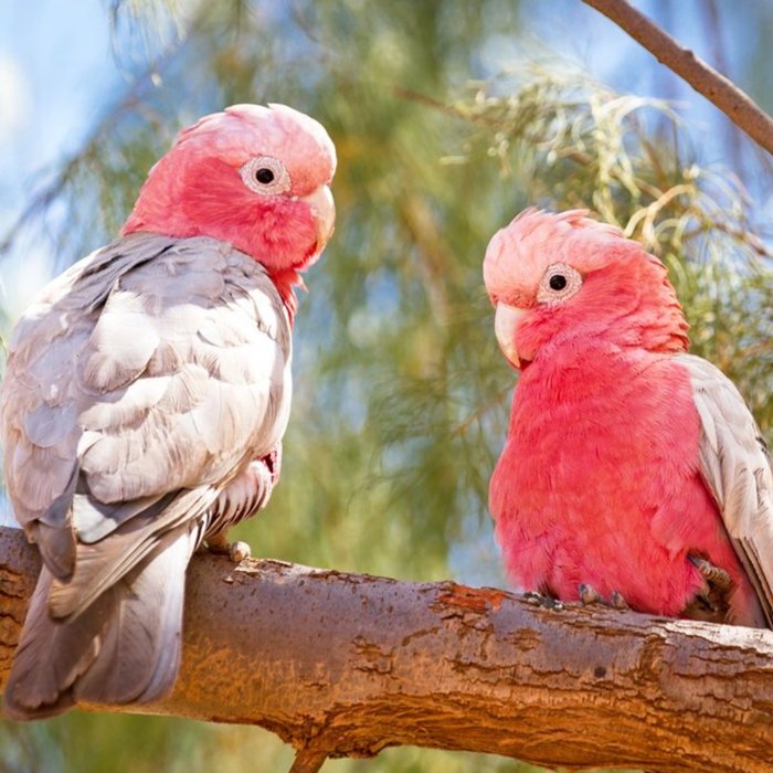 Moonpics Photographic Galah Cockatoo Birds Australia Card | Moonpig