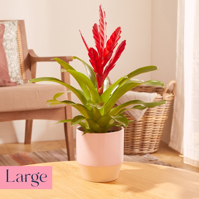 The Red Vriesea Plant | Moonpig