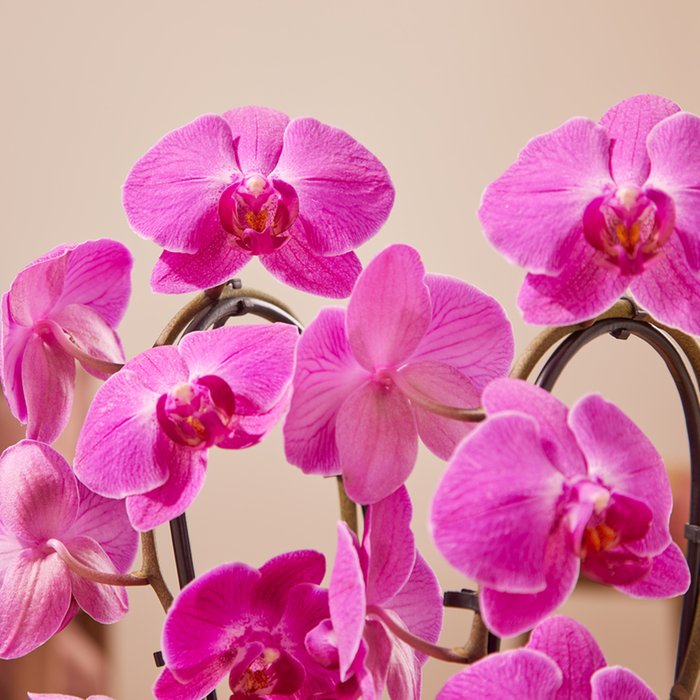 The Pink Cascade Orchid | Moonpig