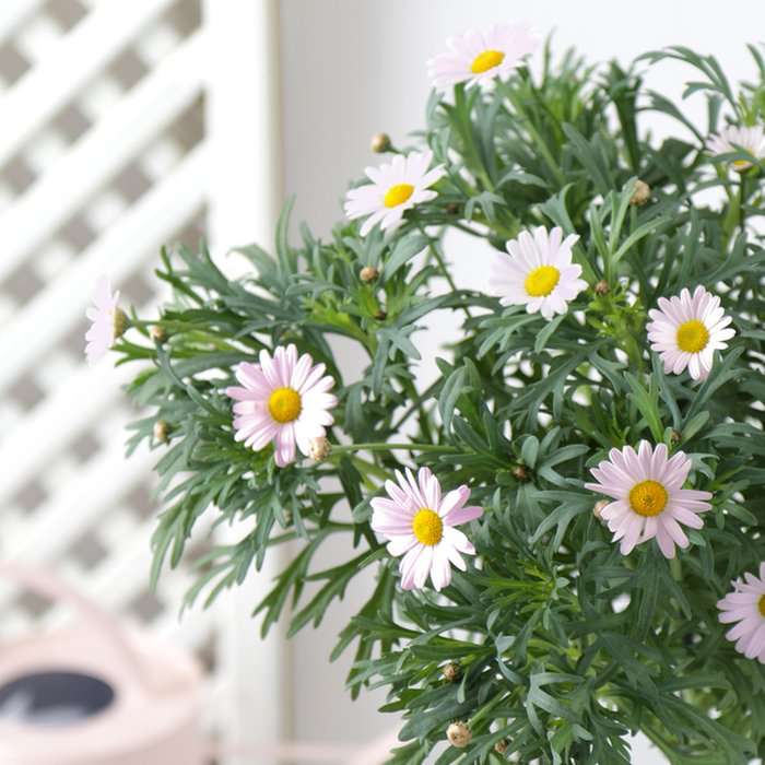 The Outdoor Marguerite Tree | Moonpig